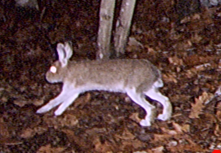 Hunting Timber Ghosts – My Mainely Girl Adventures