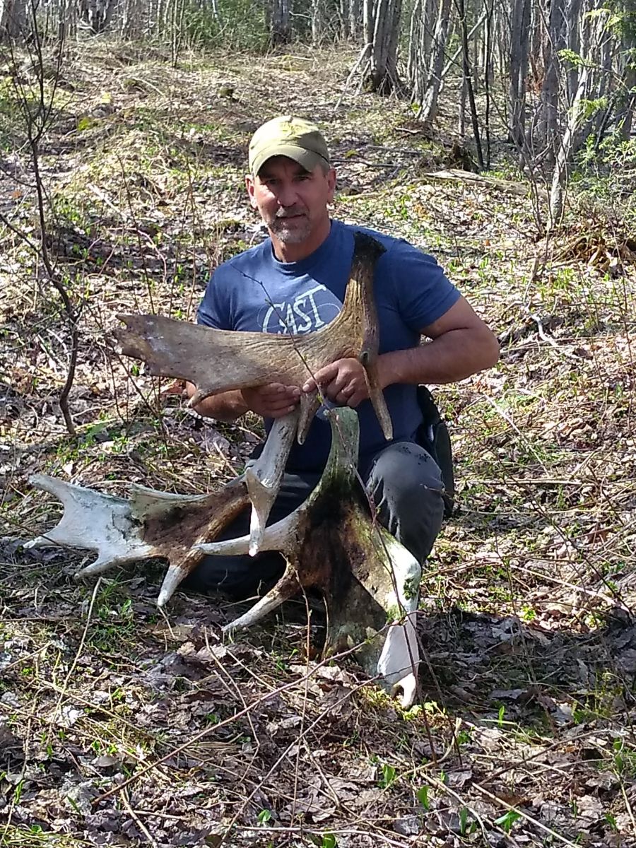 Moose Shed Hunting – A Beginner’s Guide – My Mainely Girl Adventures