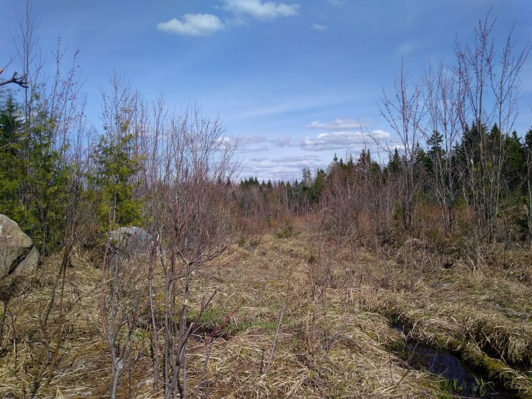 Moose Shed Hunting – A Beginner’s Guide – My Mainely Girl Adventures