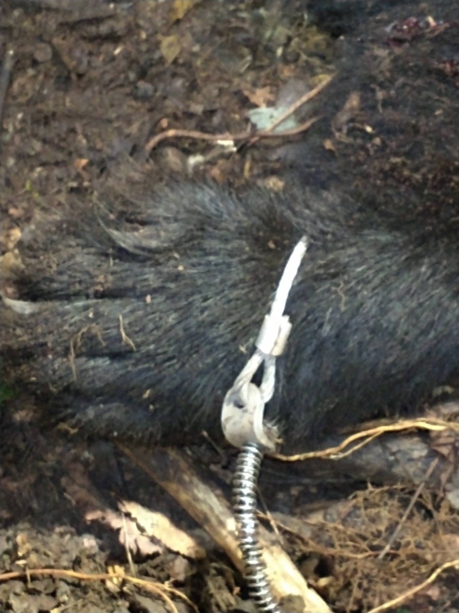 Mentoring Women Trappers Begins with Bear Trapping – My Mainely Girl ...