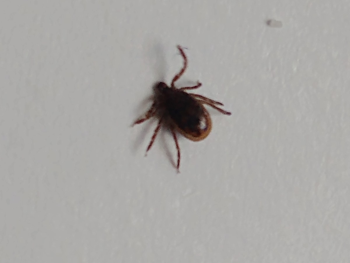 Dealing with Ticks – My Mainely Girl Adventures